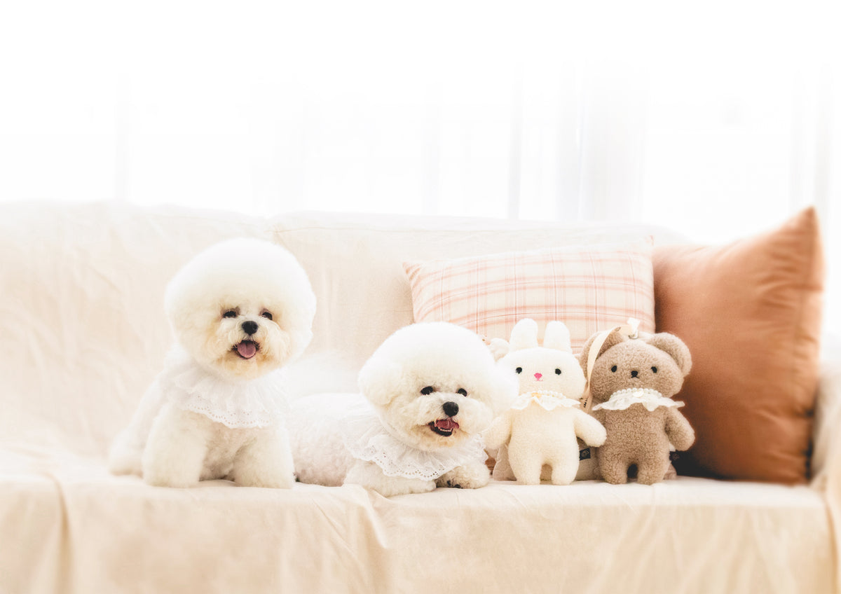 Harryspet Global Official Site – HARRYSPET Global Store