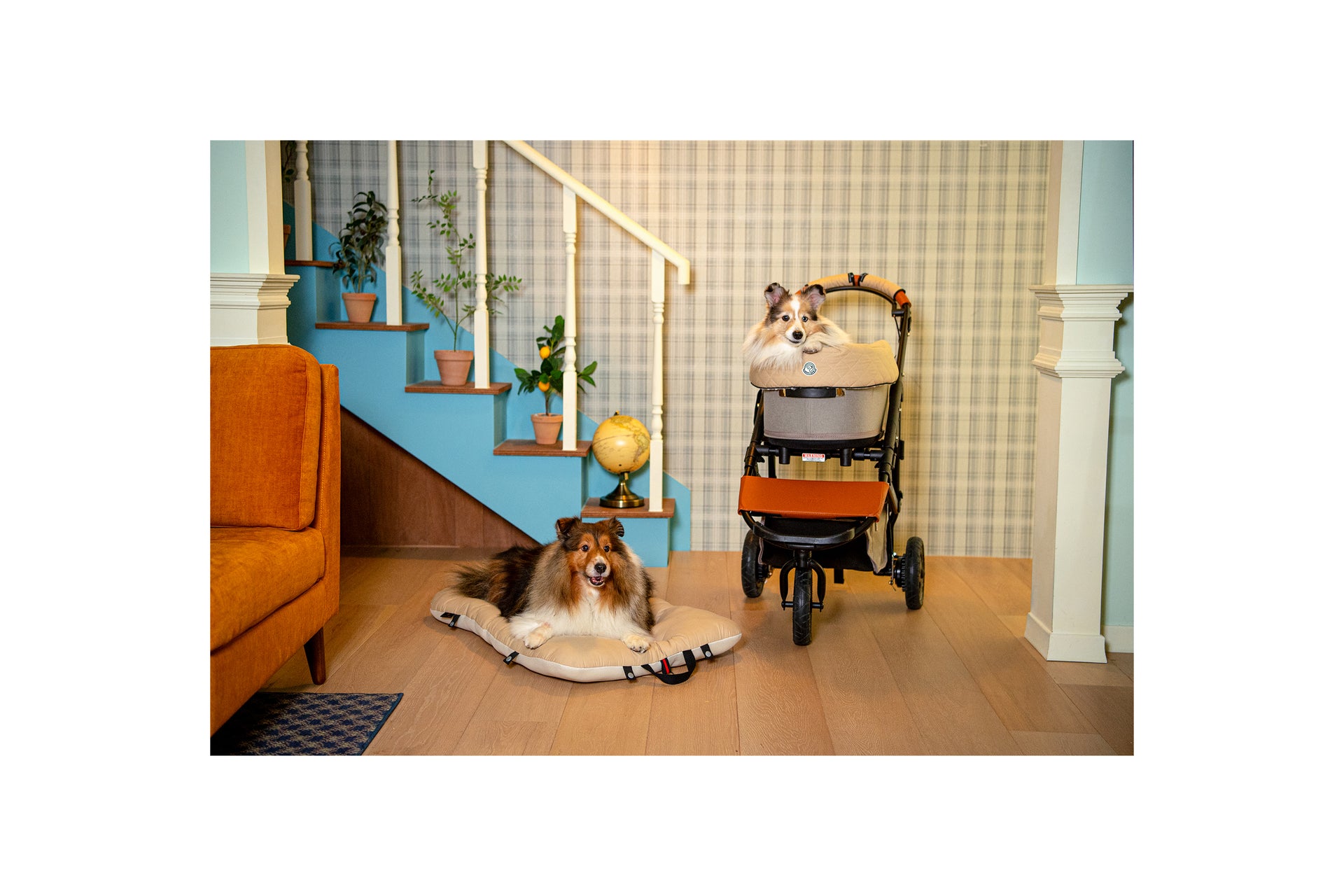 Harryspet Global Official Site – HARRYSPET Global Store