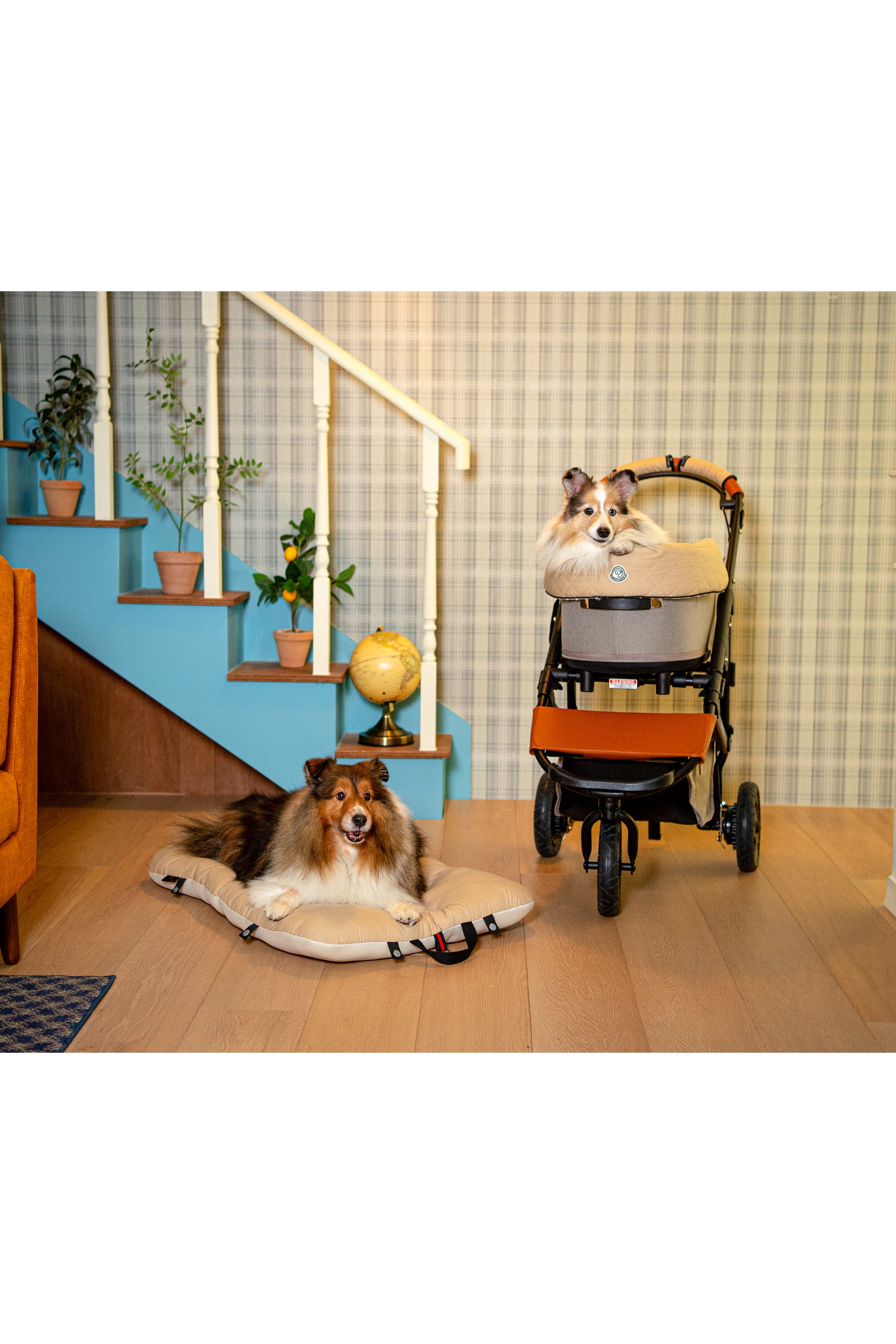 Harryspet Global Official Site – HARRYSPET Global Store